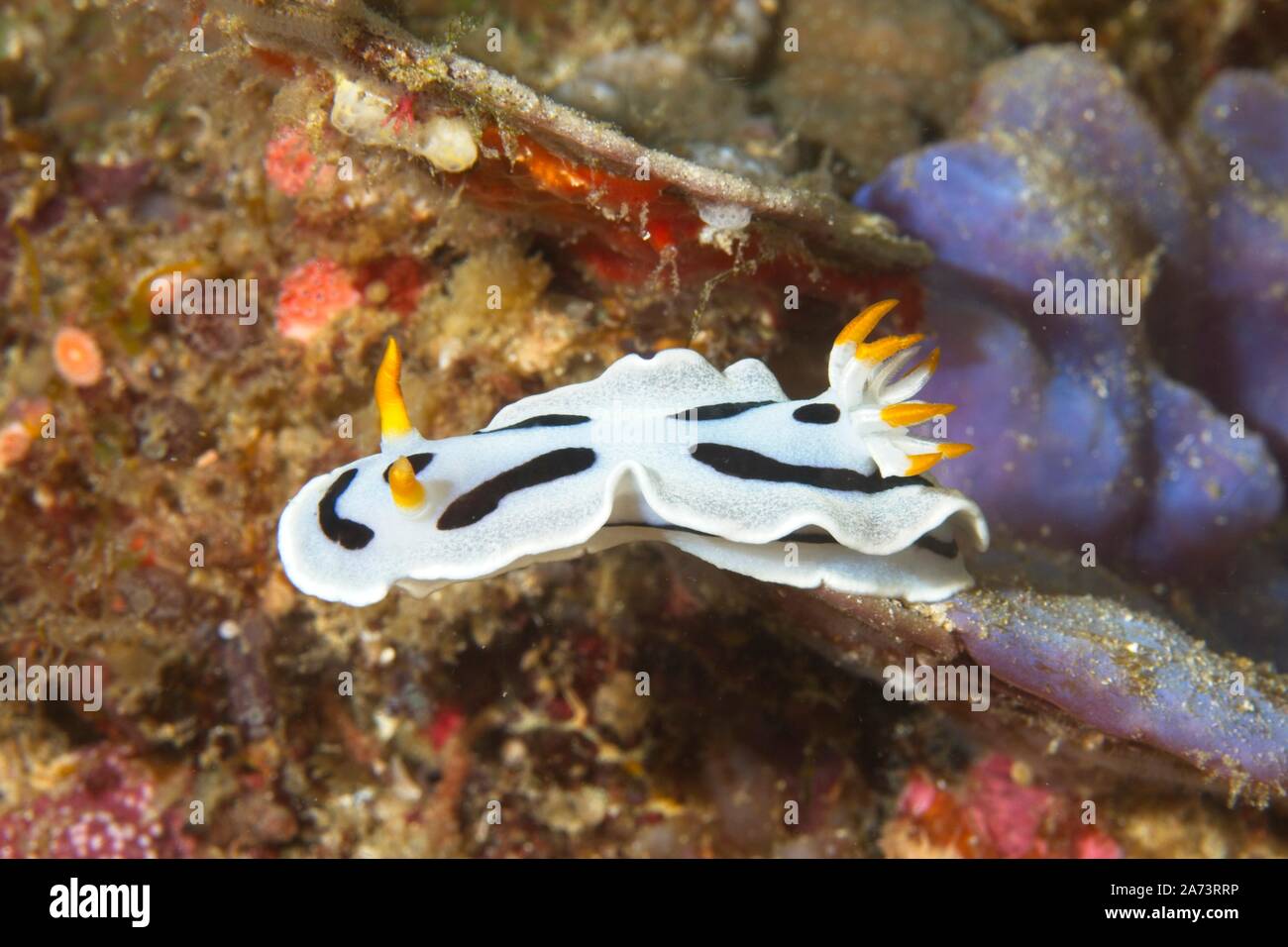 Lembeh Strait, indonesia Stock Photo - Alamy