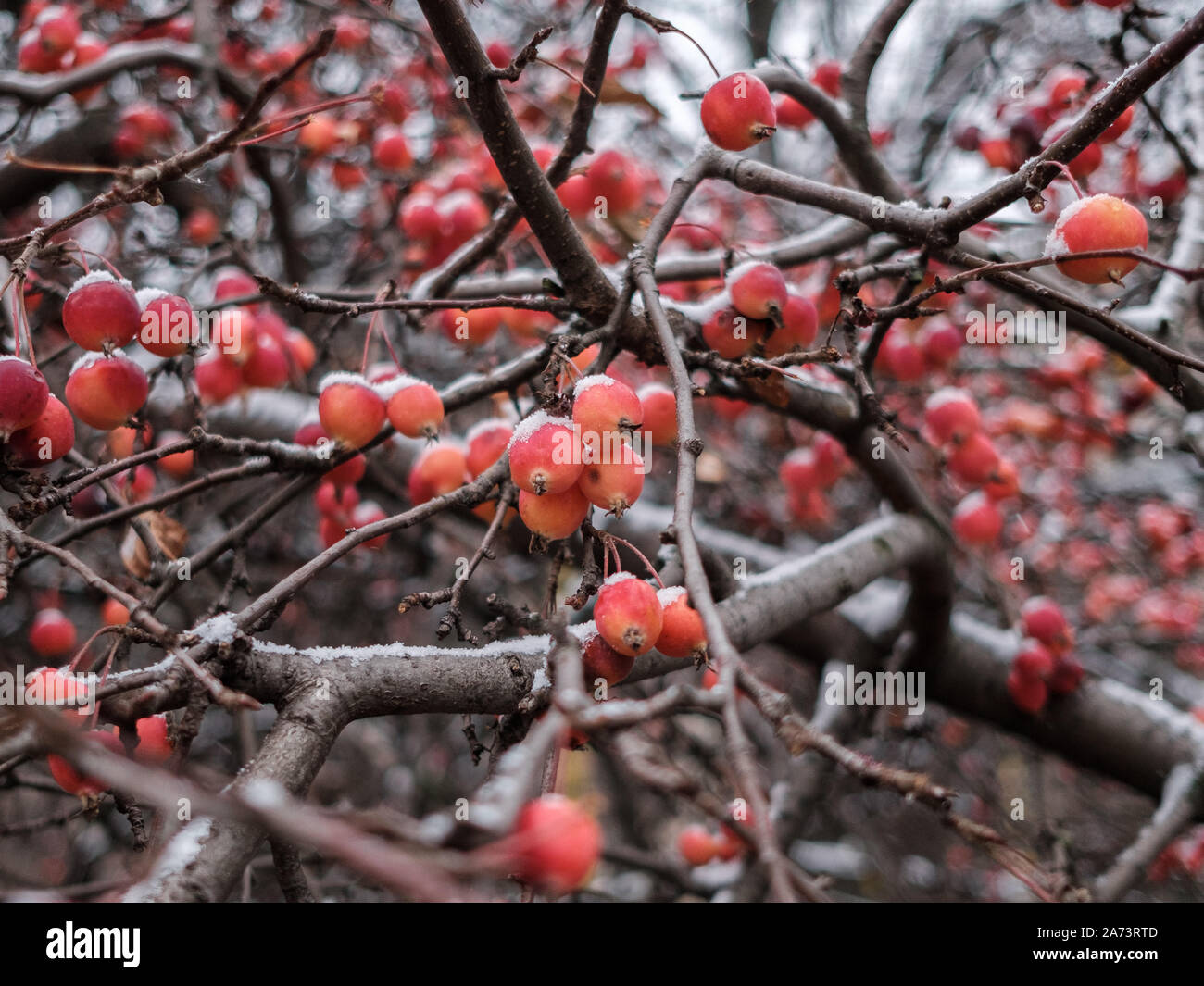 Branches of a Chinese apple tree or Siberian crab with tiny red apples ...