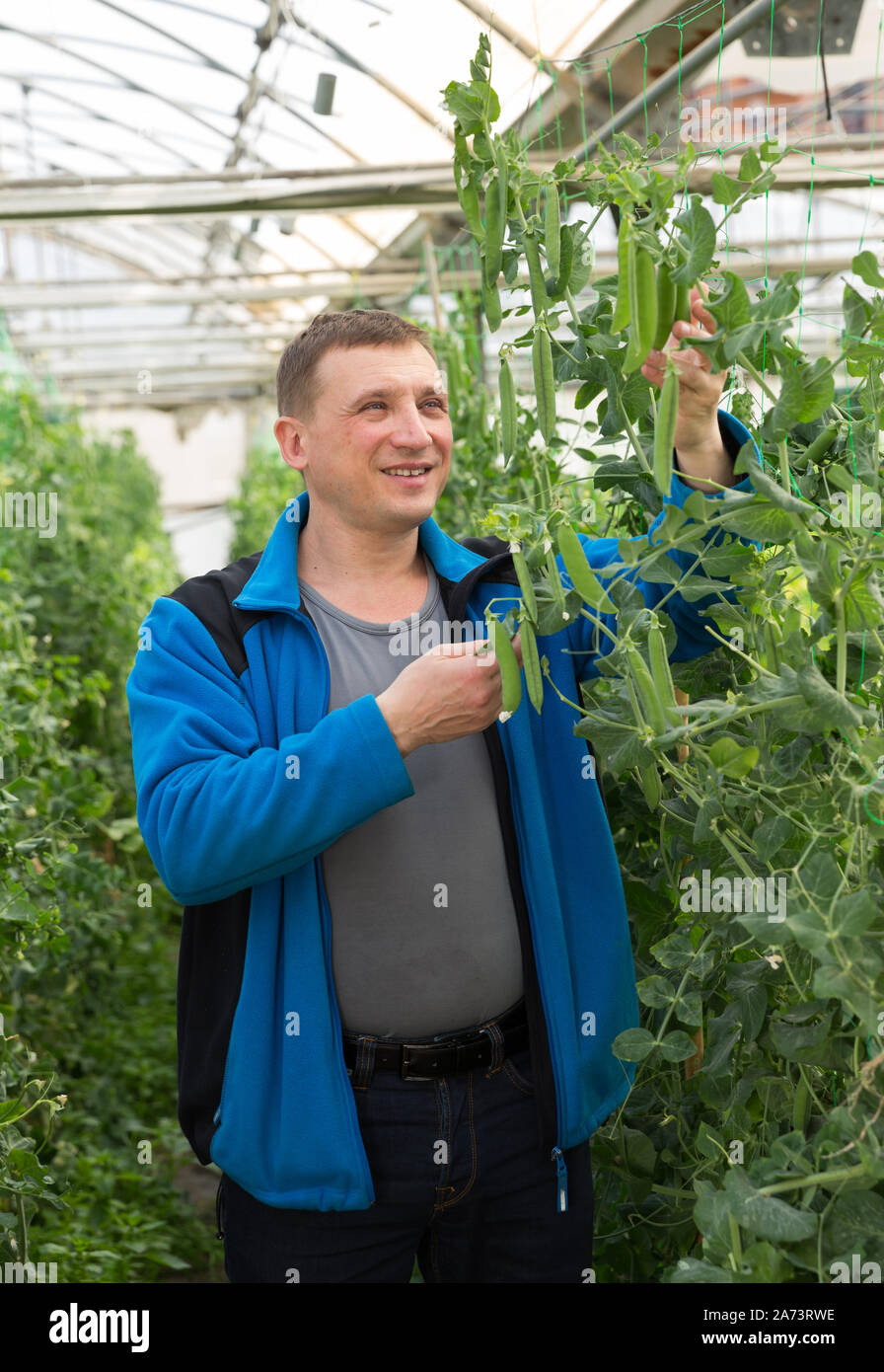 Male owner of greenhouse plantation supervising growth of peas plants ...