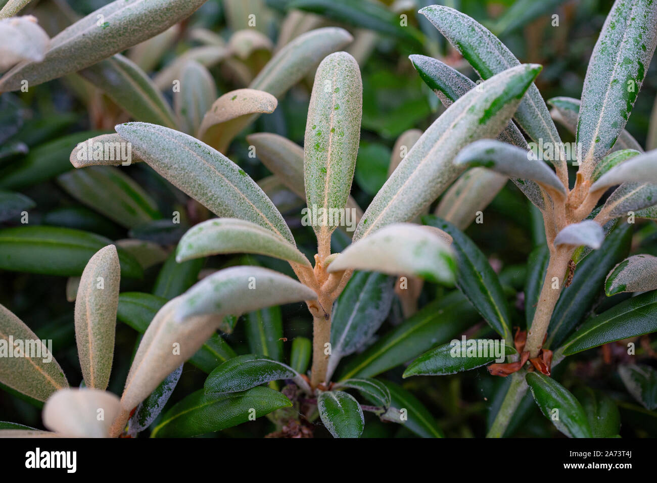 Rhododendron yakushimanum 'Koichiro Wada' Stock Photo - Alamy