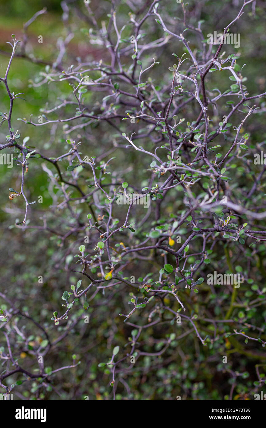 Cotoneaster bush summer hi-res stock photography and images - Alamy