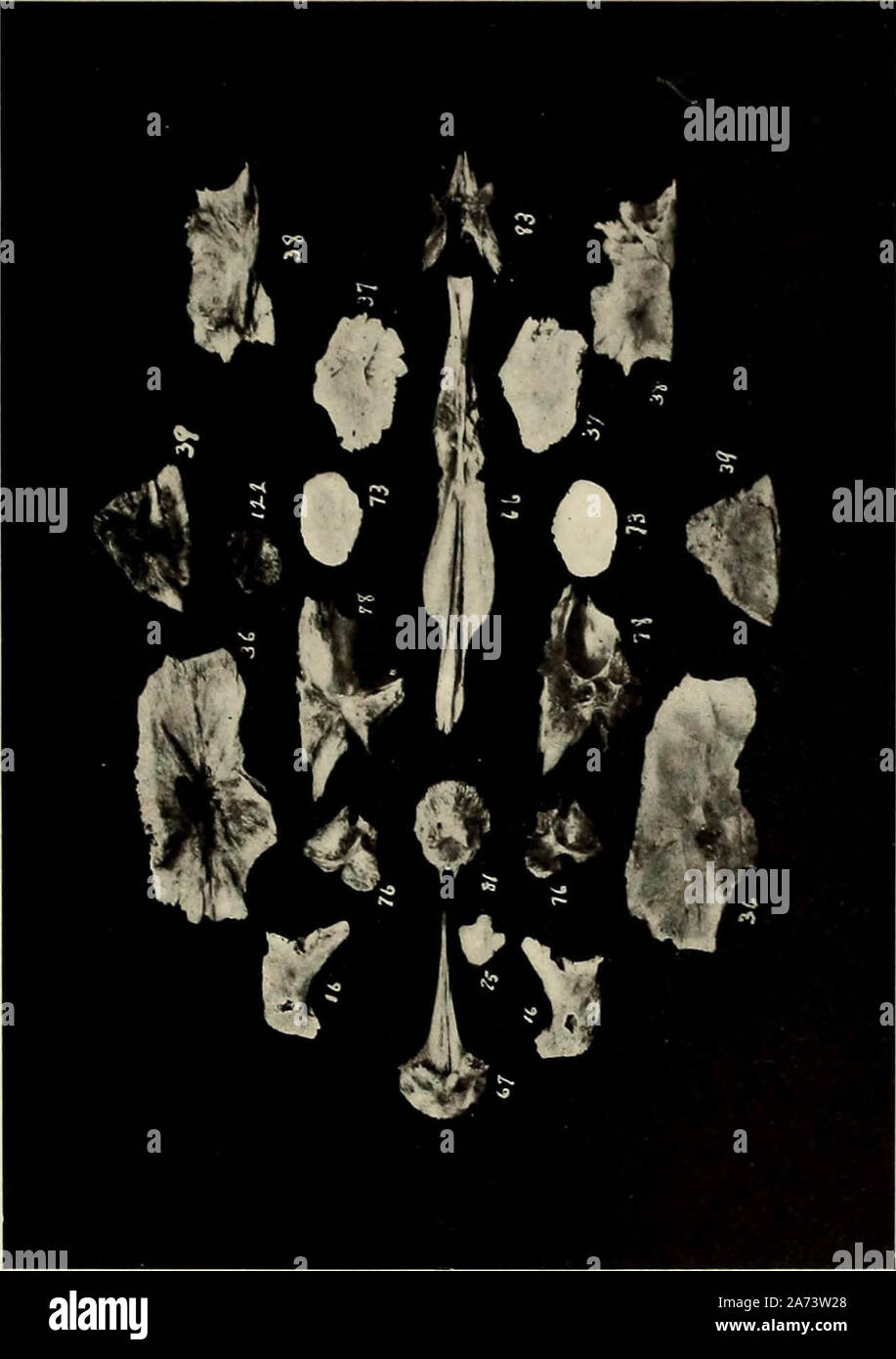 "The Philippine journal of science" (1906 Stock Photo - Alamy