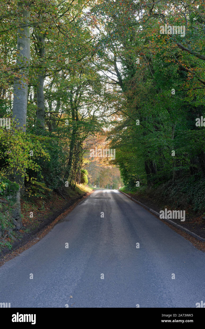 Looking up Station Road, a minor rural road in Angus, with overhanging ...