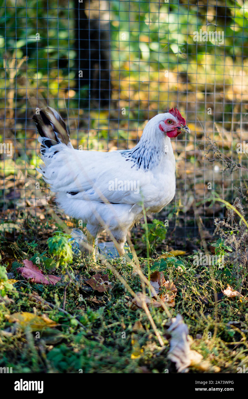 Village chicken in the backyard of country house, household farming ...