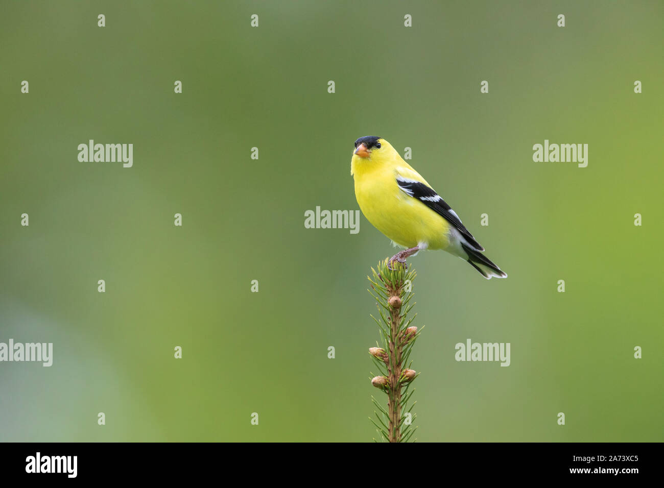 Male American goldfinch perched on the top of a white spruce Stock ...