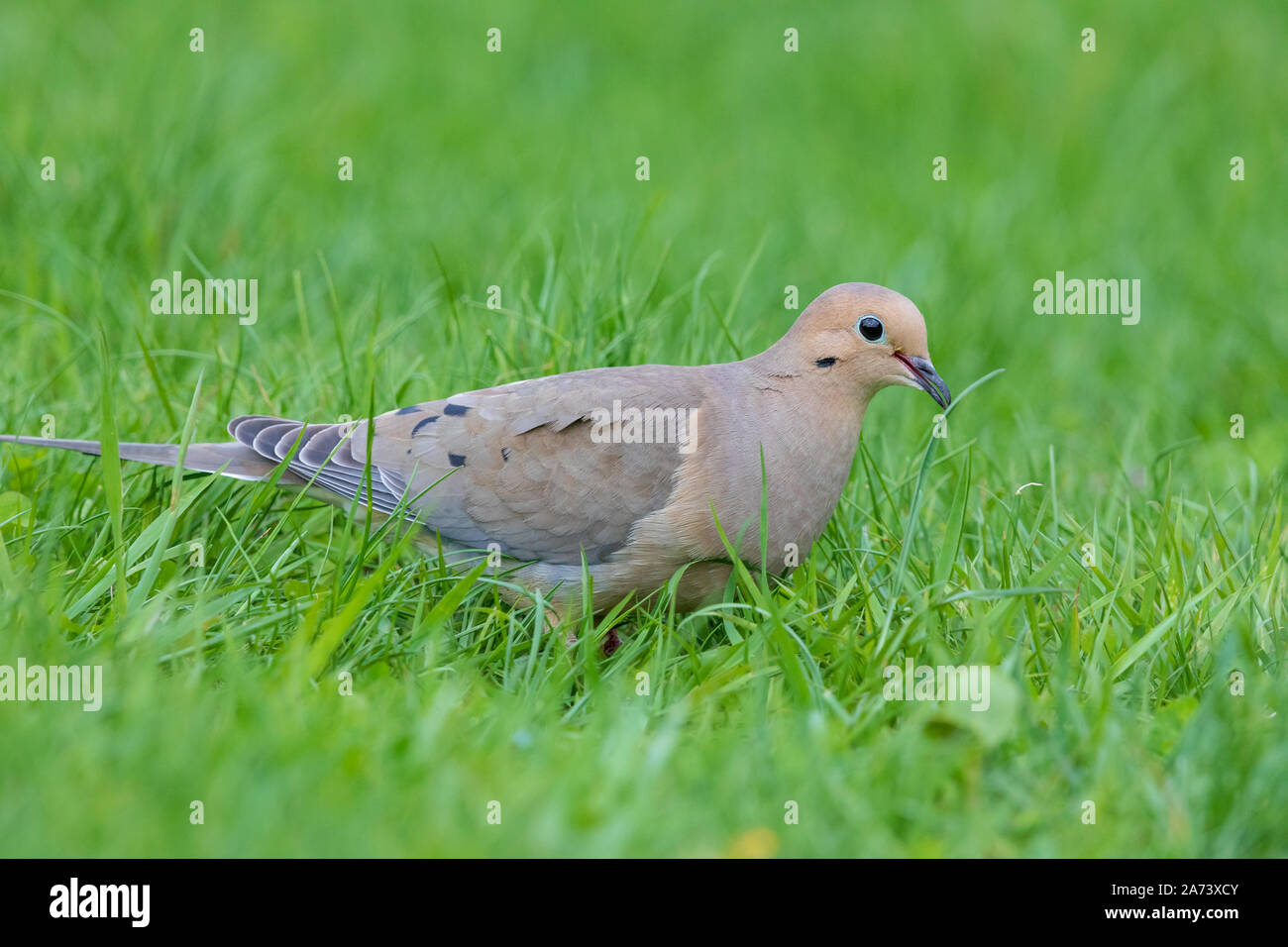 Mourning dove in a northern Wisconsin backyard Stock Photo - Alamy