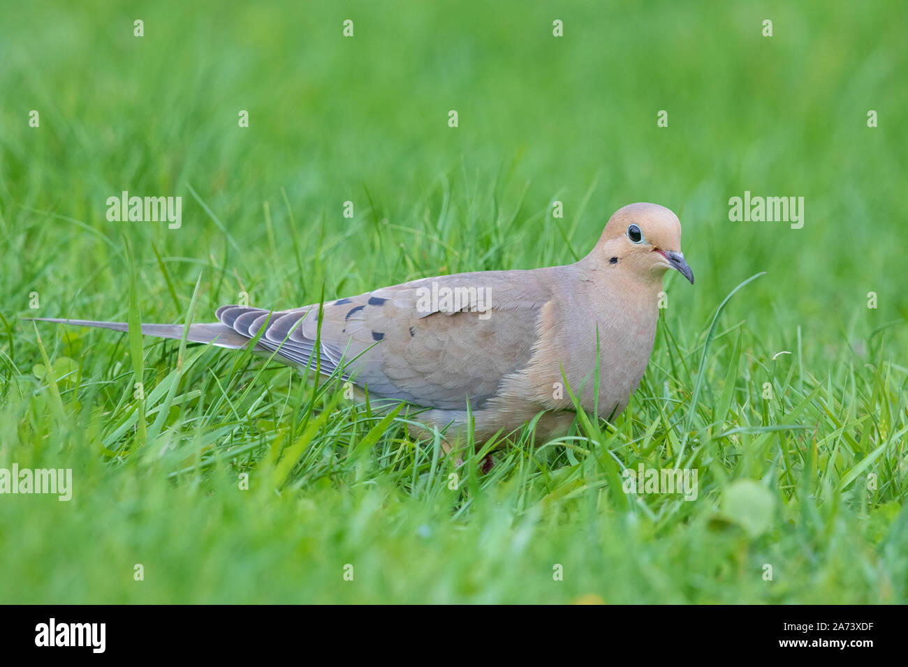 Mourning dove in a northern Wisconsin backyard Stock Photo - Alamy