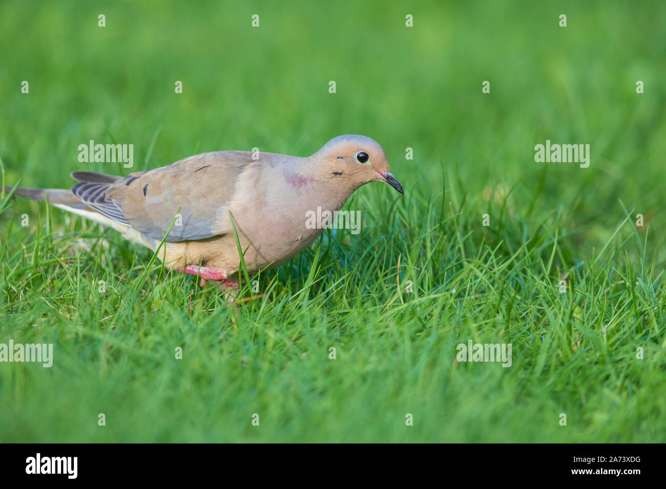 Mourning dove in a northern Wisconsin backyard Stock Photo - Alamy