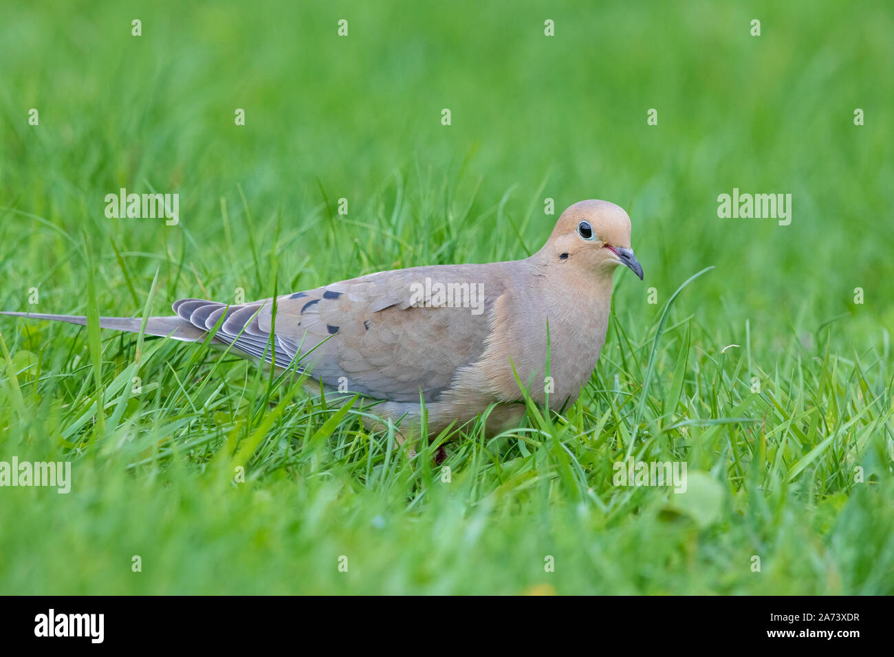 Mourning dove in a northern Wisconsin backyard Stock Photo - Alamy