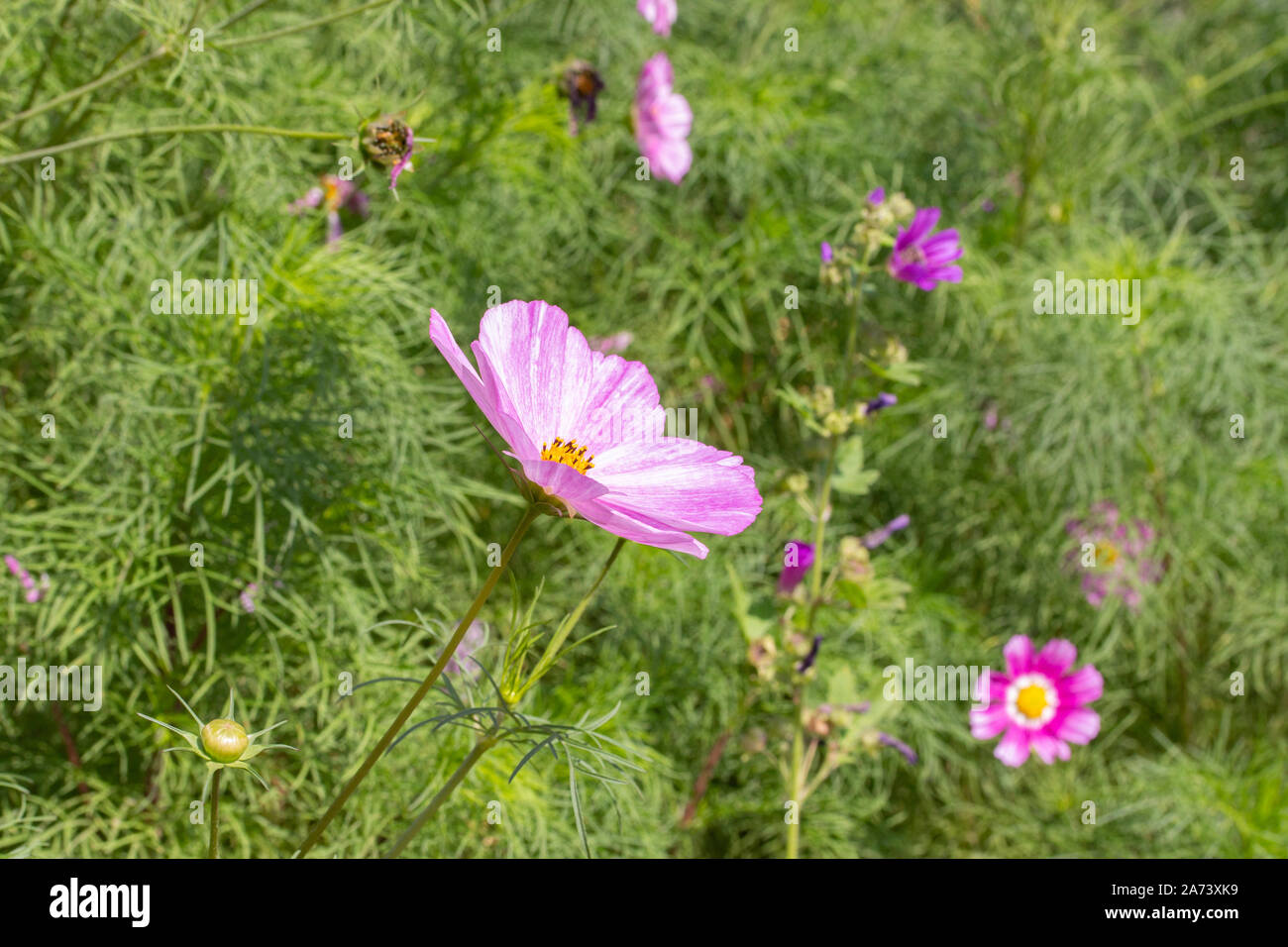 Pink cosmos flower blossom among green foliage, side view, backdrop ...