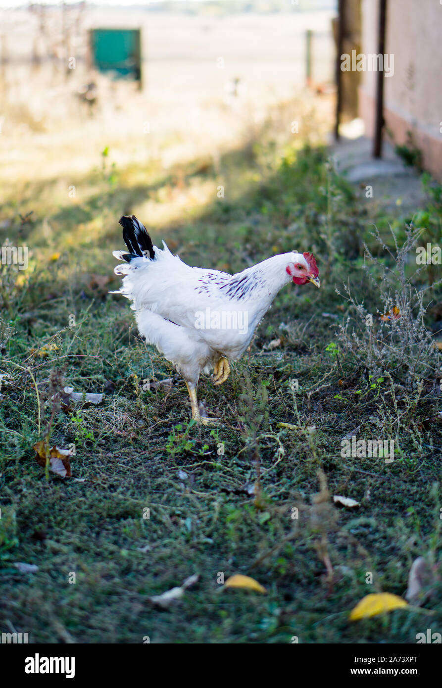 Village chicken in the backyard of country house, household farming ...
