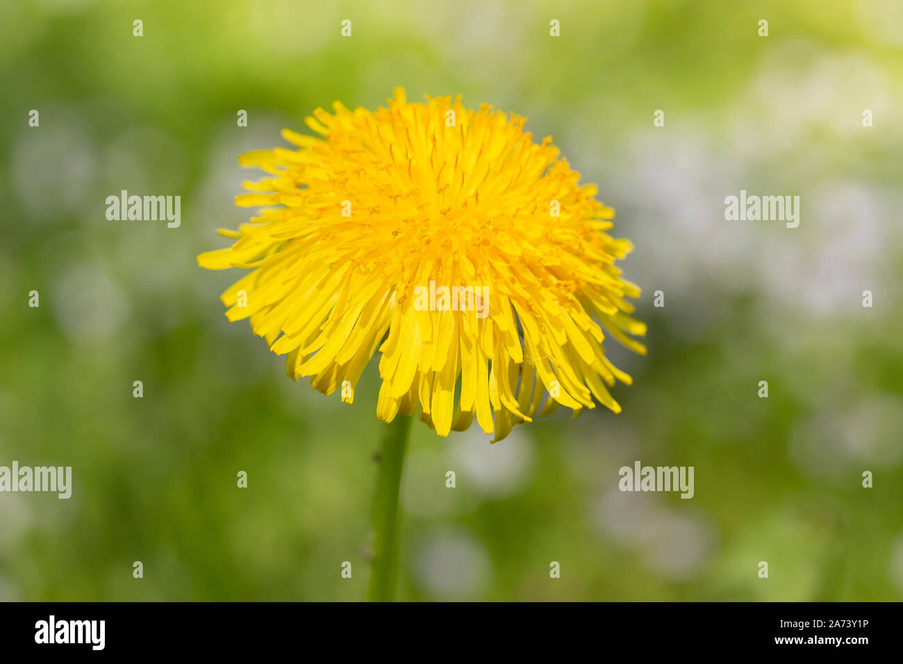 Yellow dandelion flower close-up. Bright sunny dandelion flower from ...