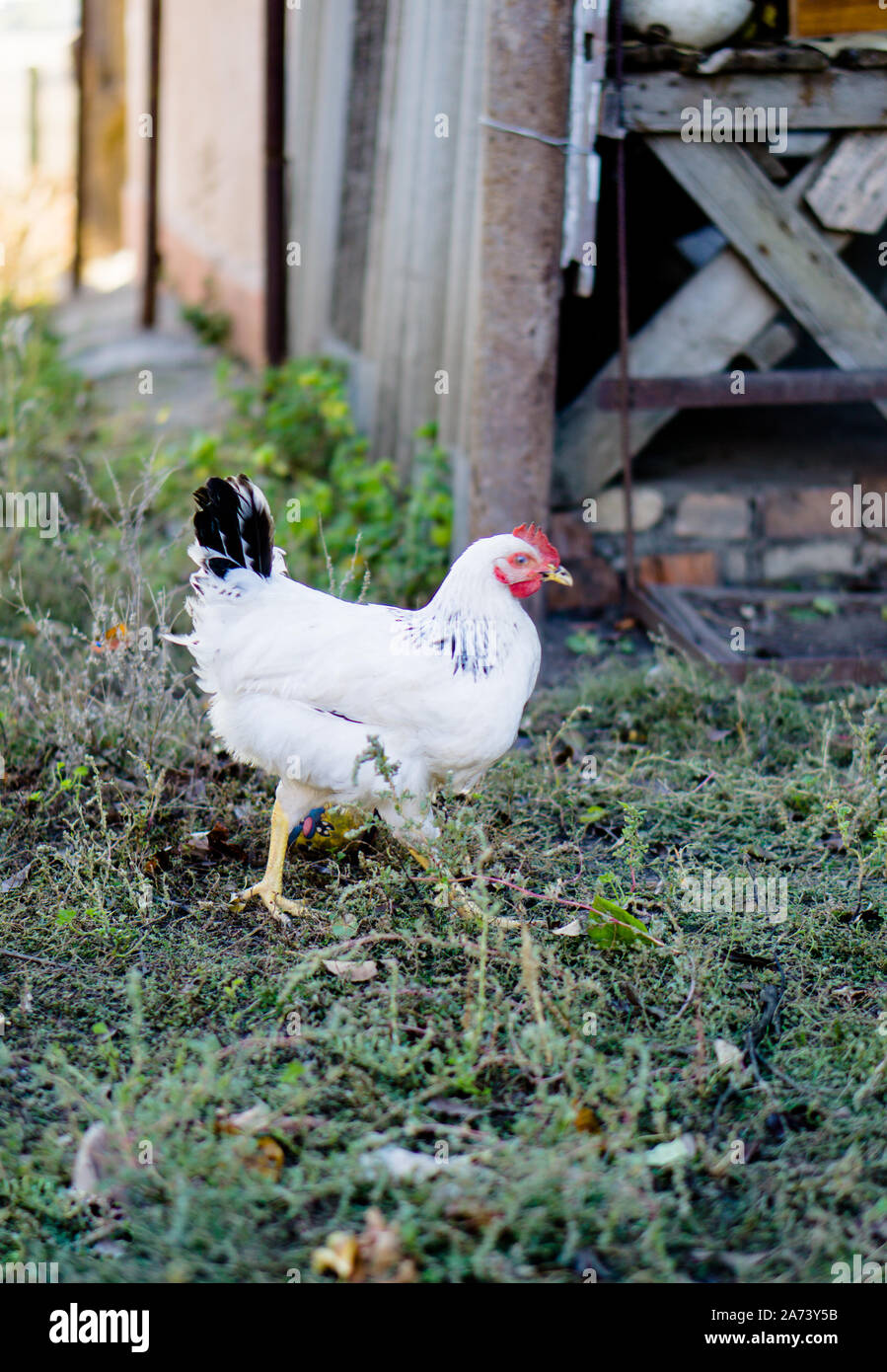 Household farming hi-res stock photography and images - Alamy