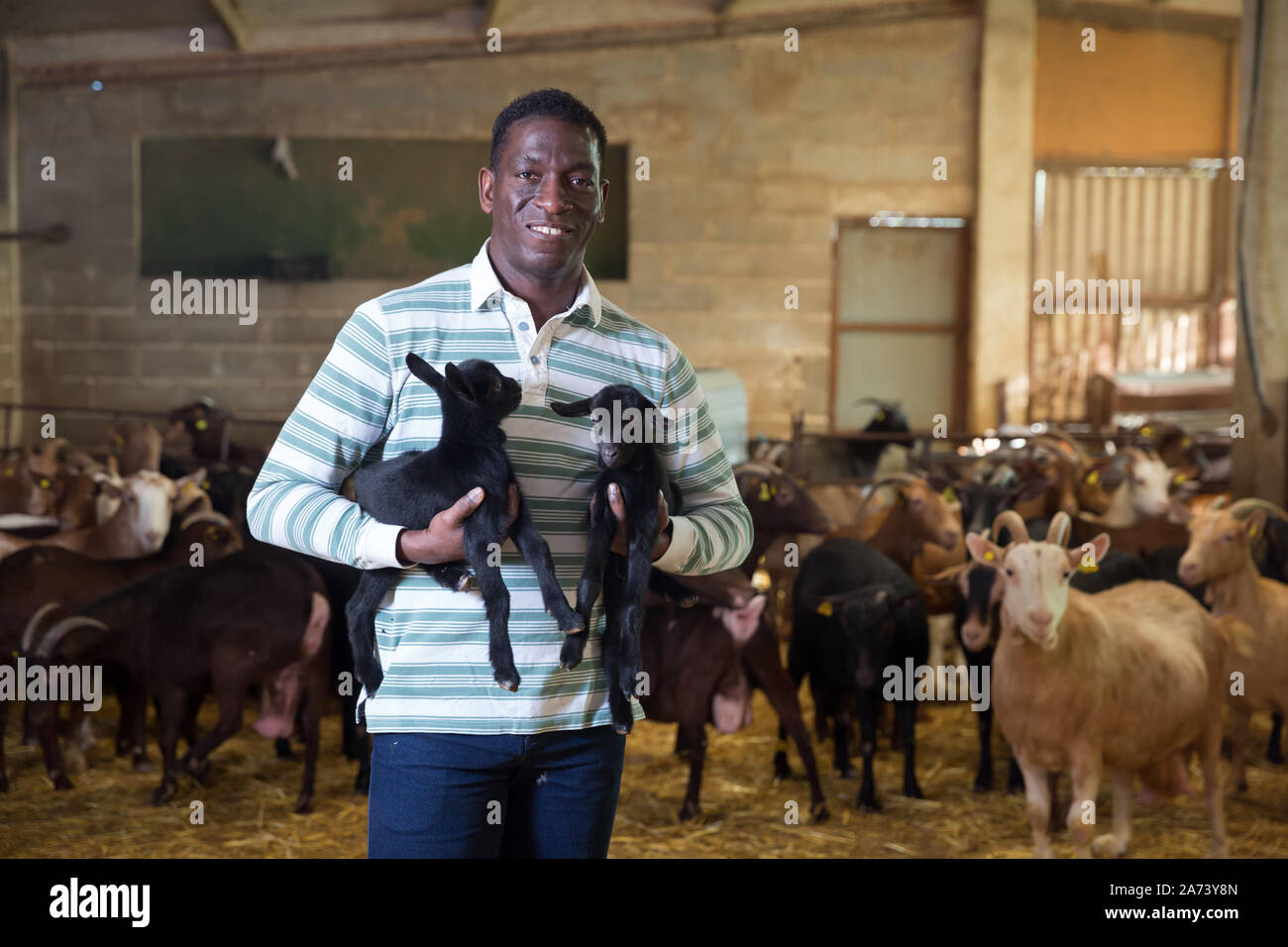 Portrait of African American male goats breeder with goatlings in barn ...