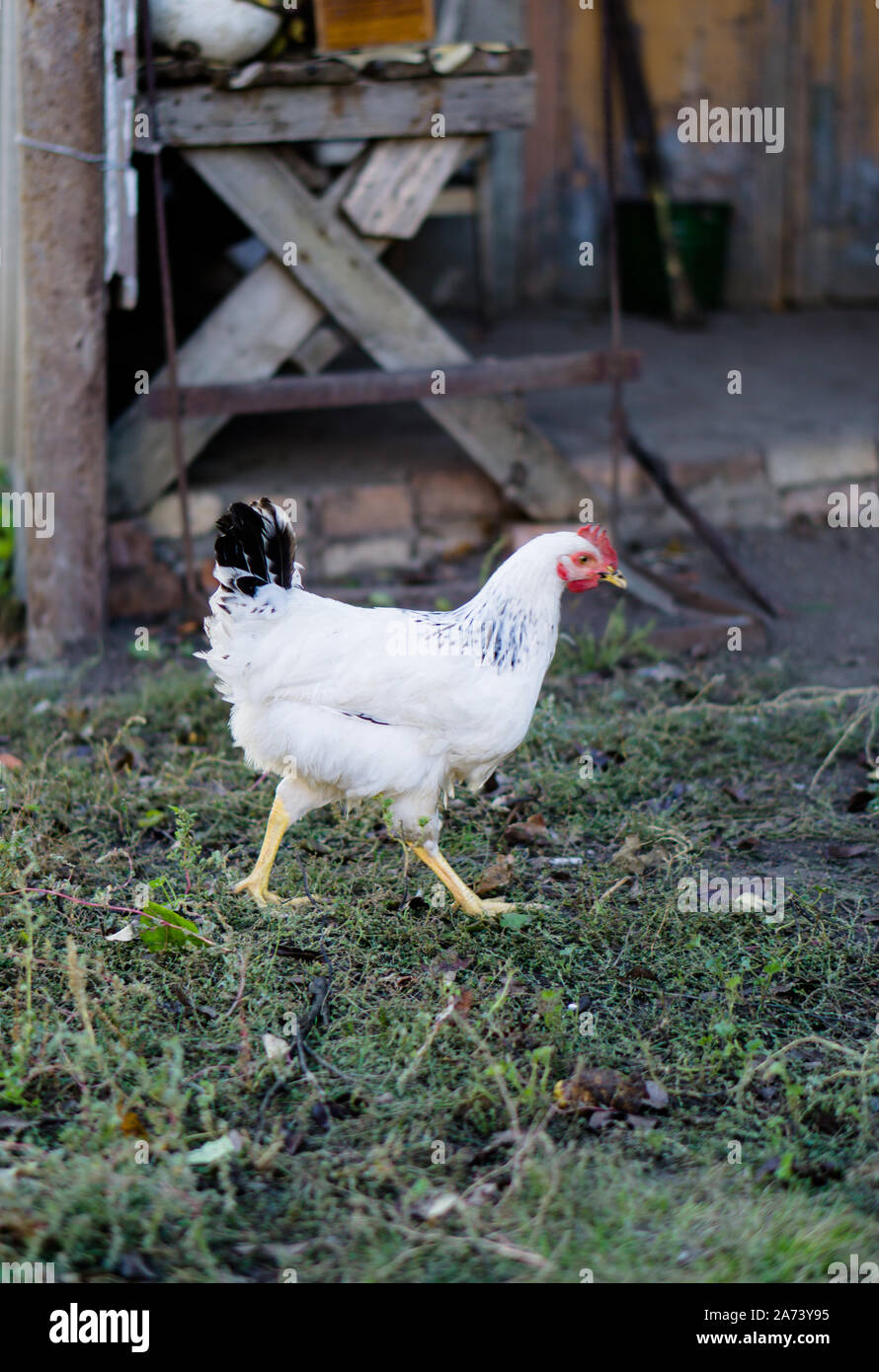 Village chicken in the backyard of country house, household farming ...