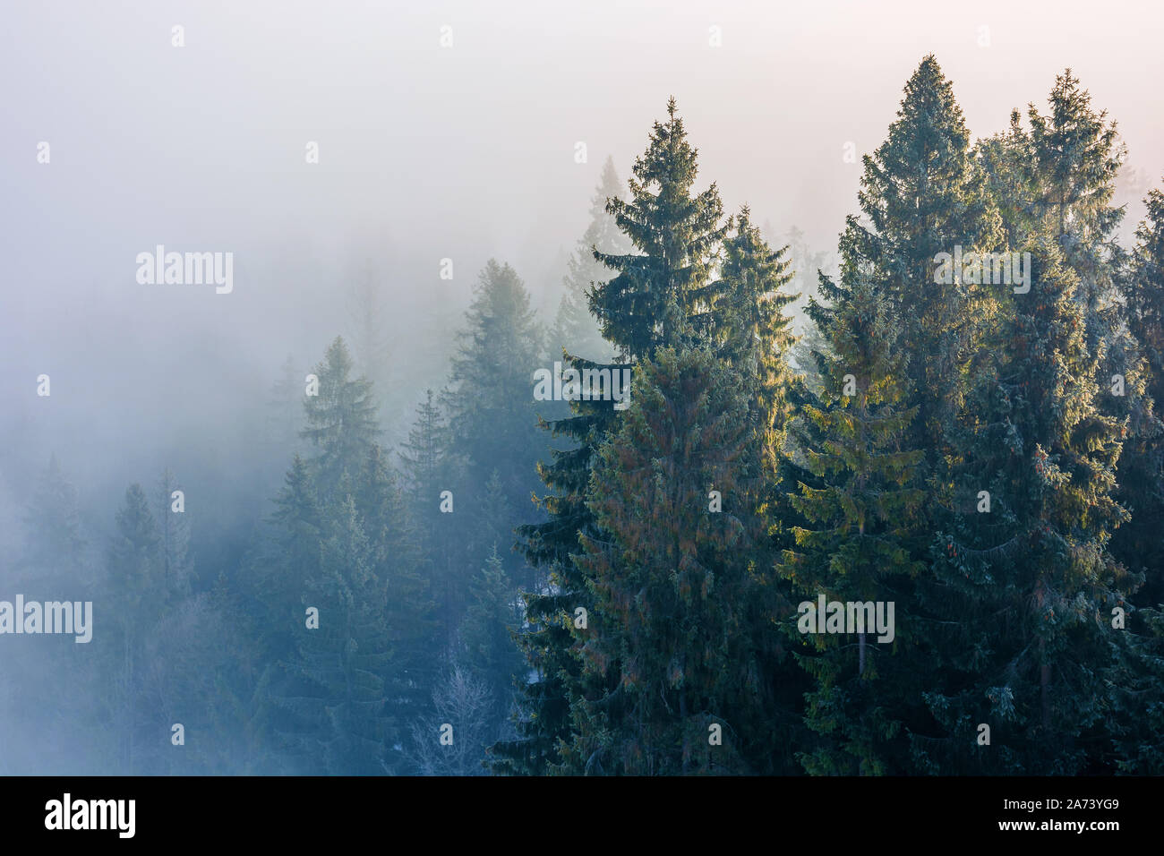 spruce trees in mist and hoarfrost. beautiful winter nature background ...