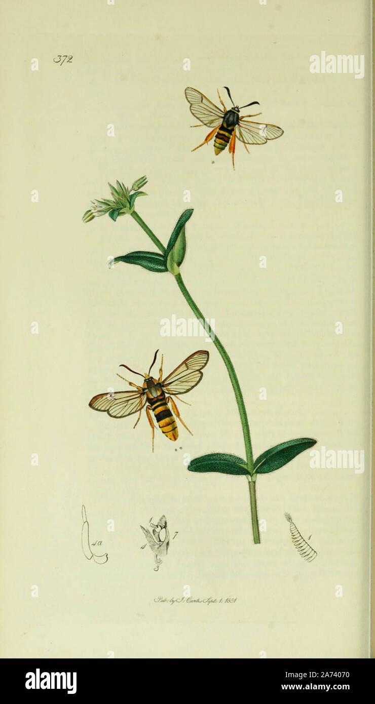 Secia hi-res stock photography and images - Alamy