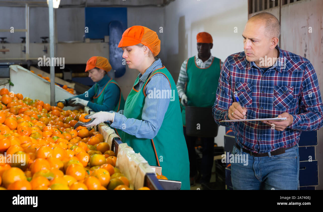 Young man controlling process of sorting of fresh ripe mandarins on ...