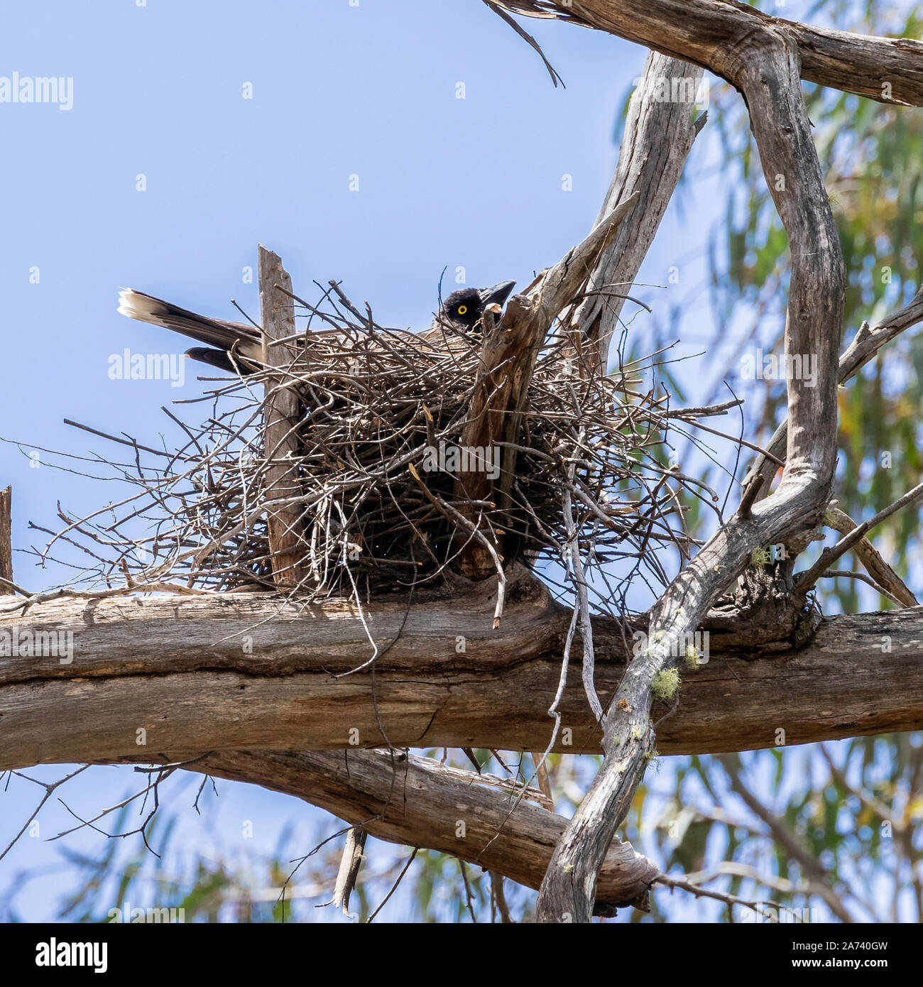 Black winged currawong hi-res stock photography and images - Alamy