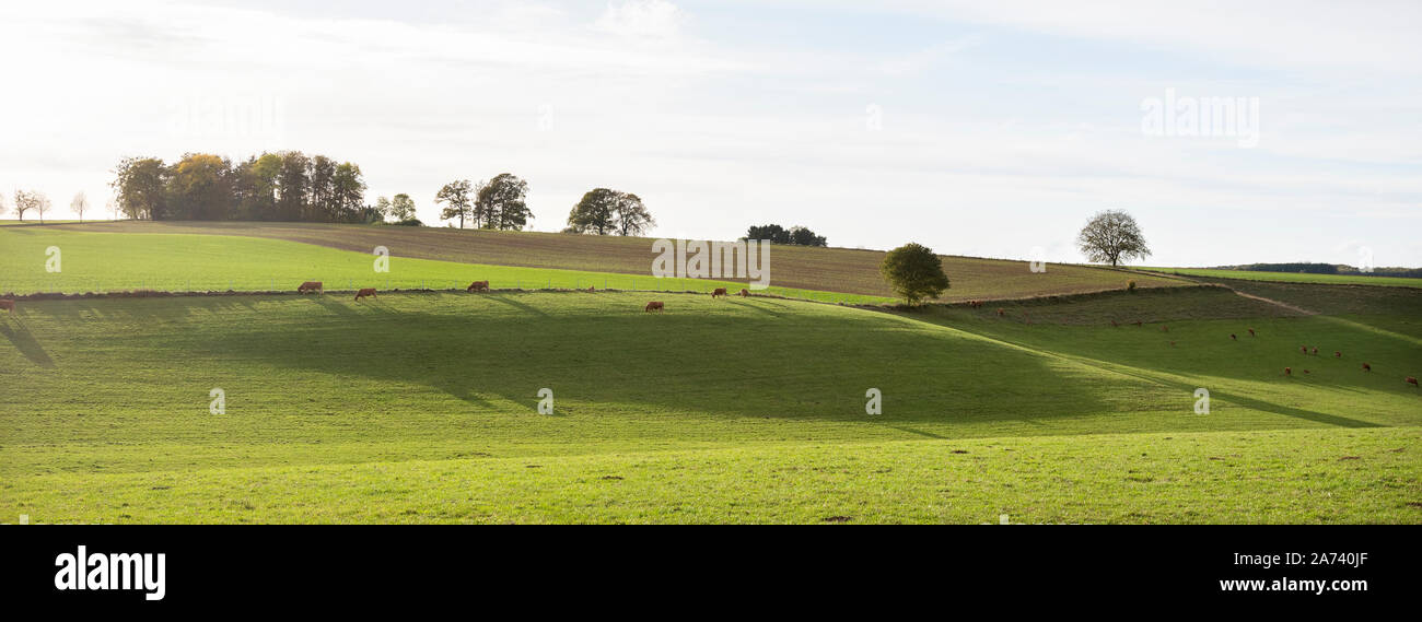 cows and shadows on grassy hills during sunset in luxemburg near ...