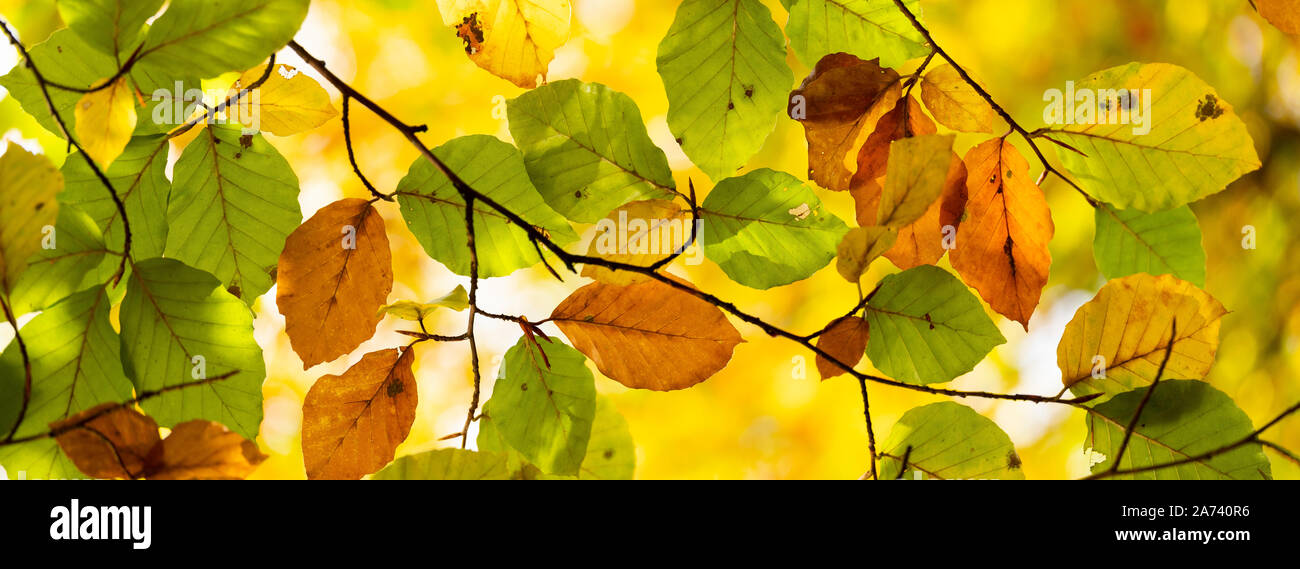 panorama picture of colorful autumn leaves of beech tree in the fall ...
