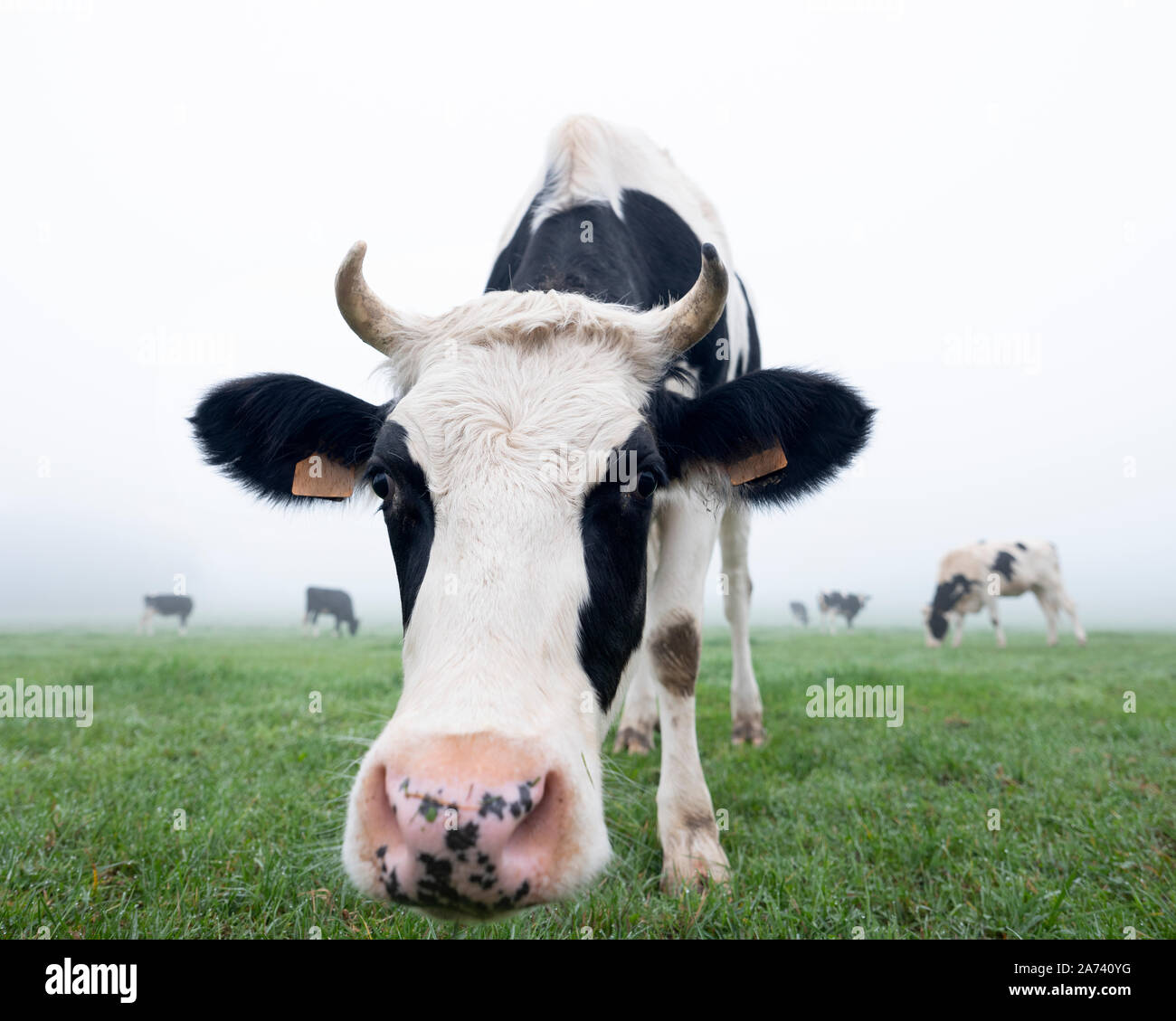 young black and white horned cow in morning mist meadow with other cows ...