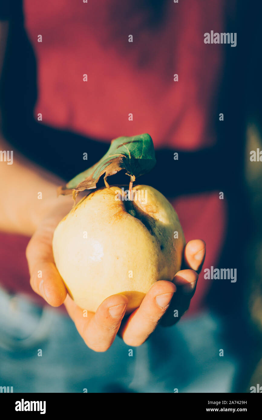 Yellow ripe quince in man's hand, autumn harvest in the village Stock ...