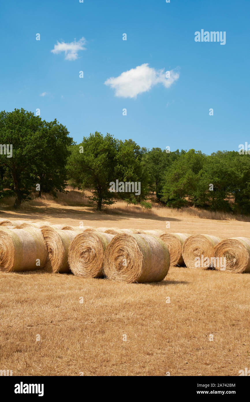 A summer farmland landscape with harvested hay bales ready for ...