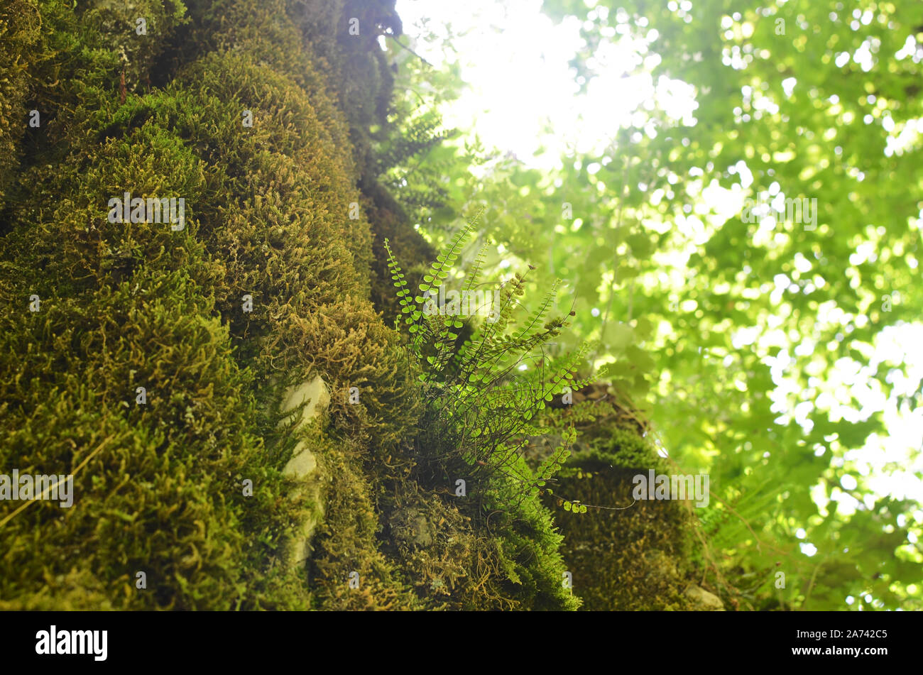 Ferns spring sunshine hi-res stock photography and images - Alamy