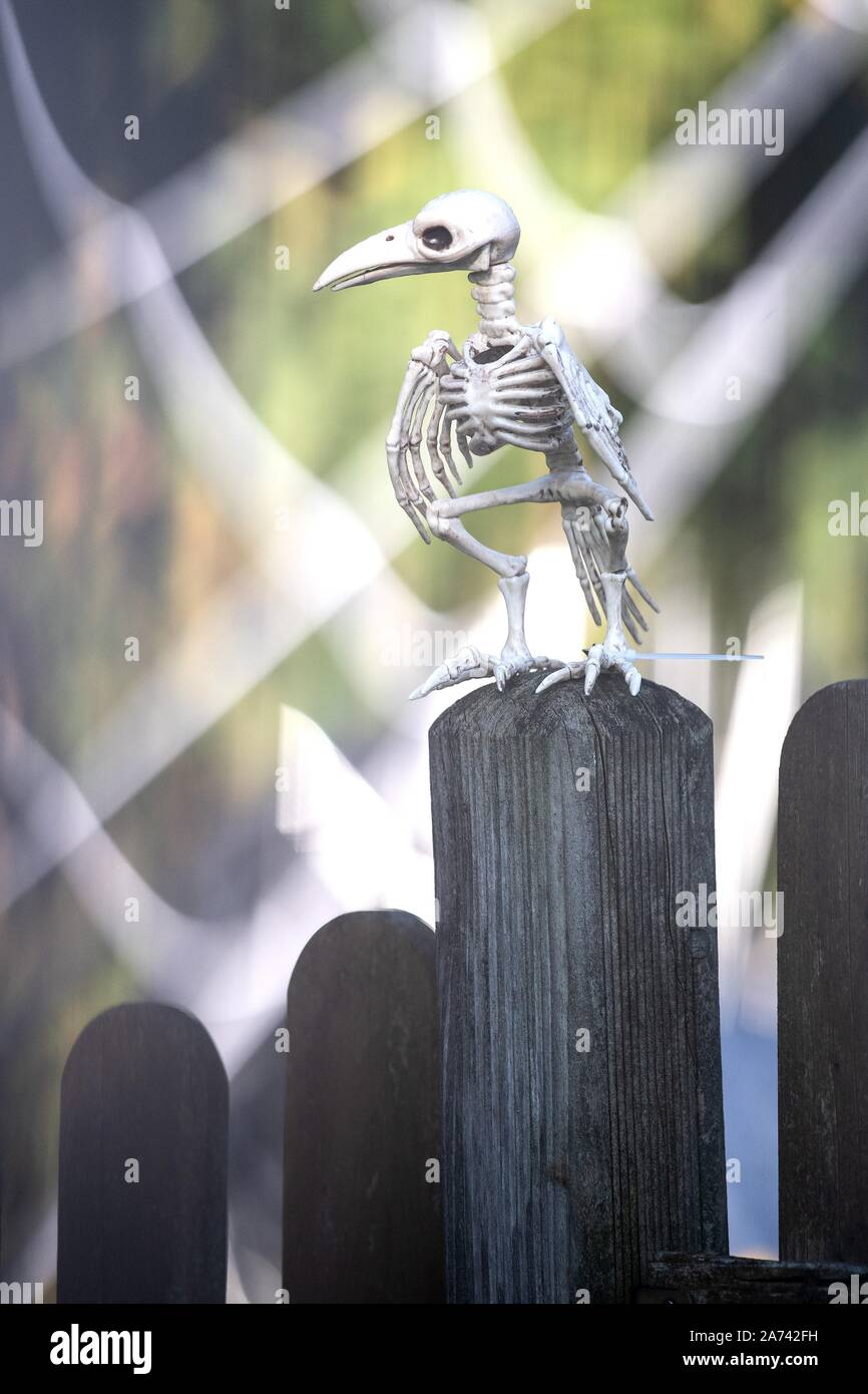 Isernhagen, Germany. 30th Oct, 2019. A plastic bird skeleton stands in ...