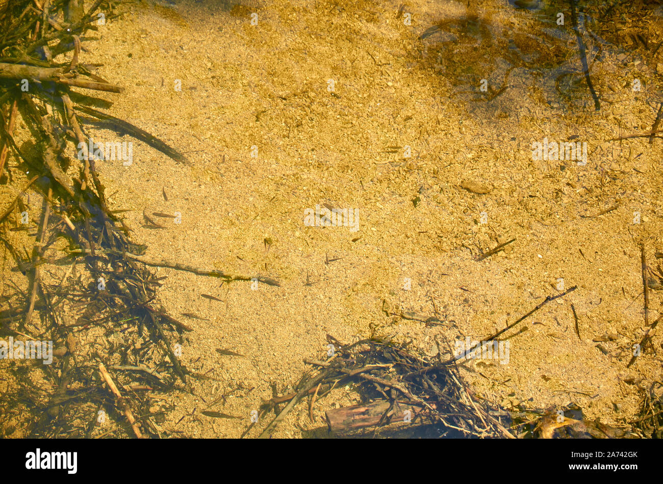 Small fish in a water of a shallow river Stock Photo - Alamy