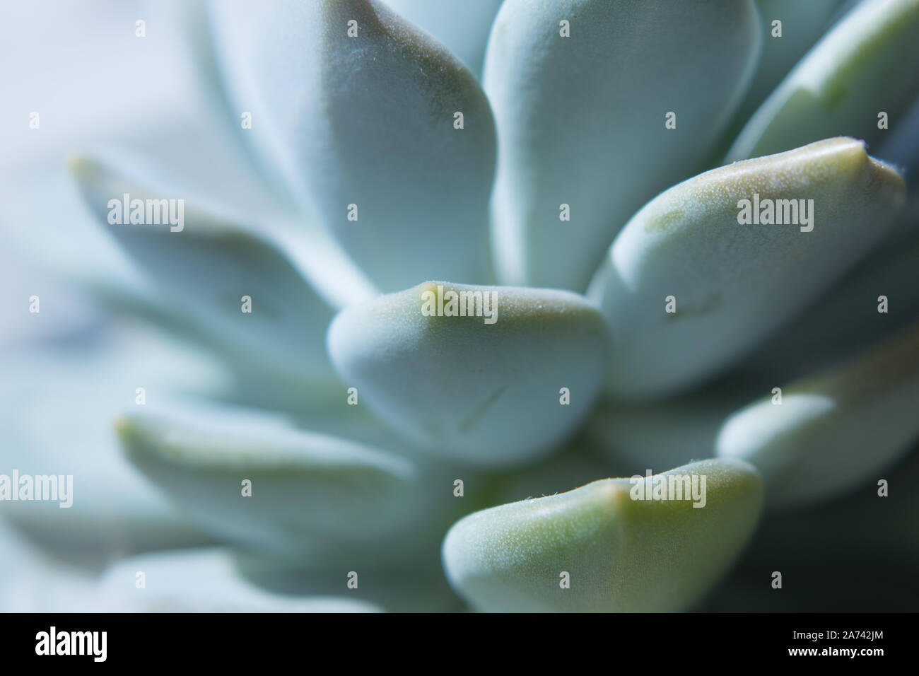 Close up photography of succulent plants with iridescent colors Stock ...