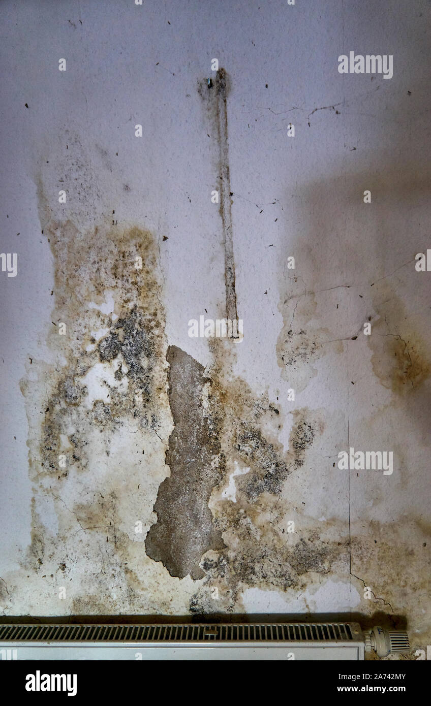 Mold on the wall over a radiator. Vertical photo Stock Photo - Alamy