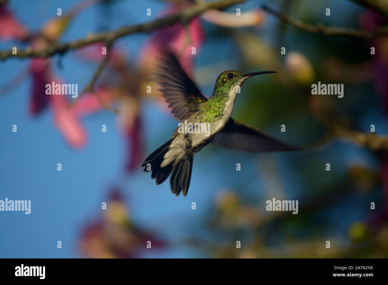 White floss tree hi-res stock photography and images - Alamy