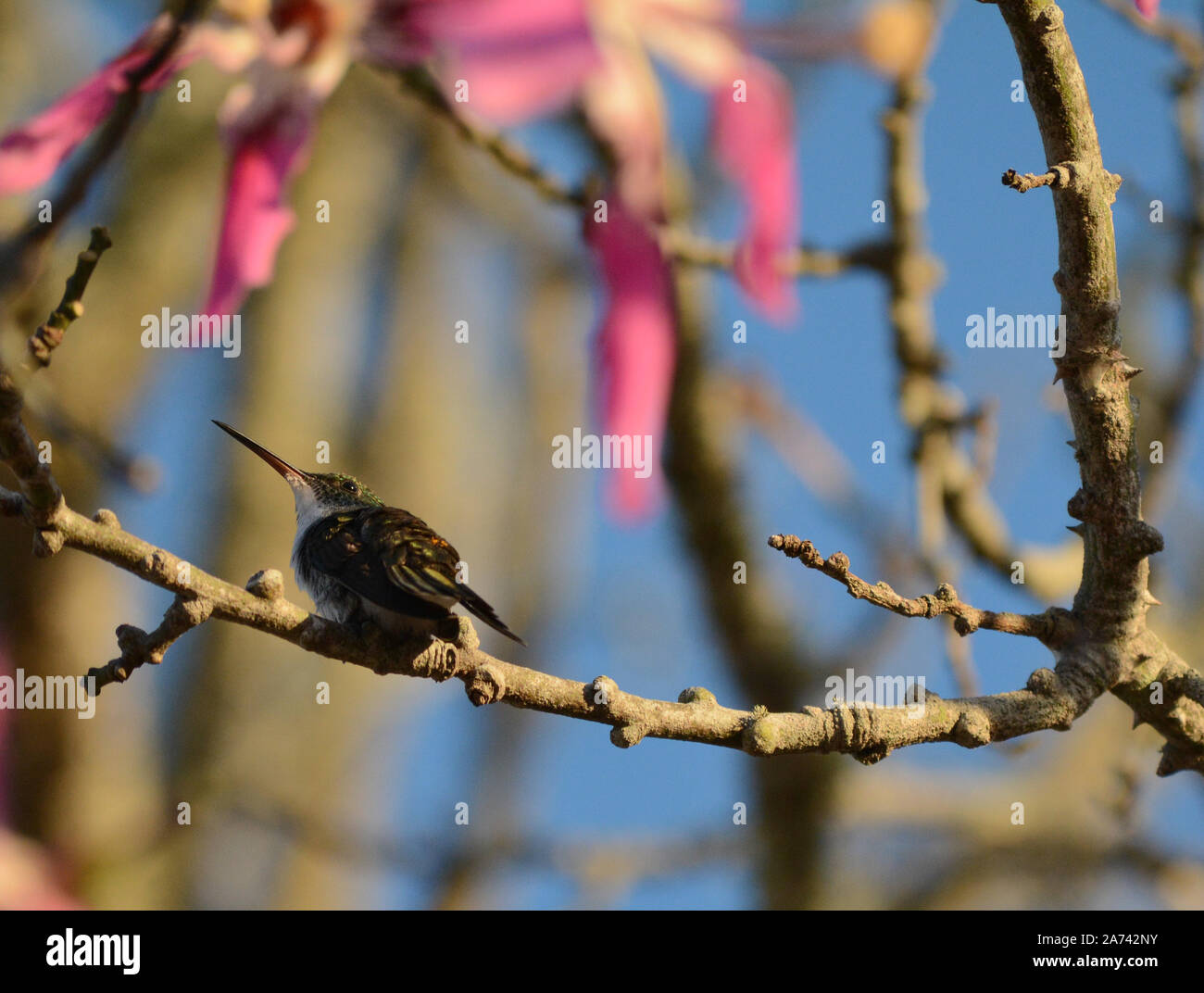 A hummingbird resting on the branch of a silk floss tree on the ...