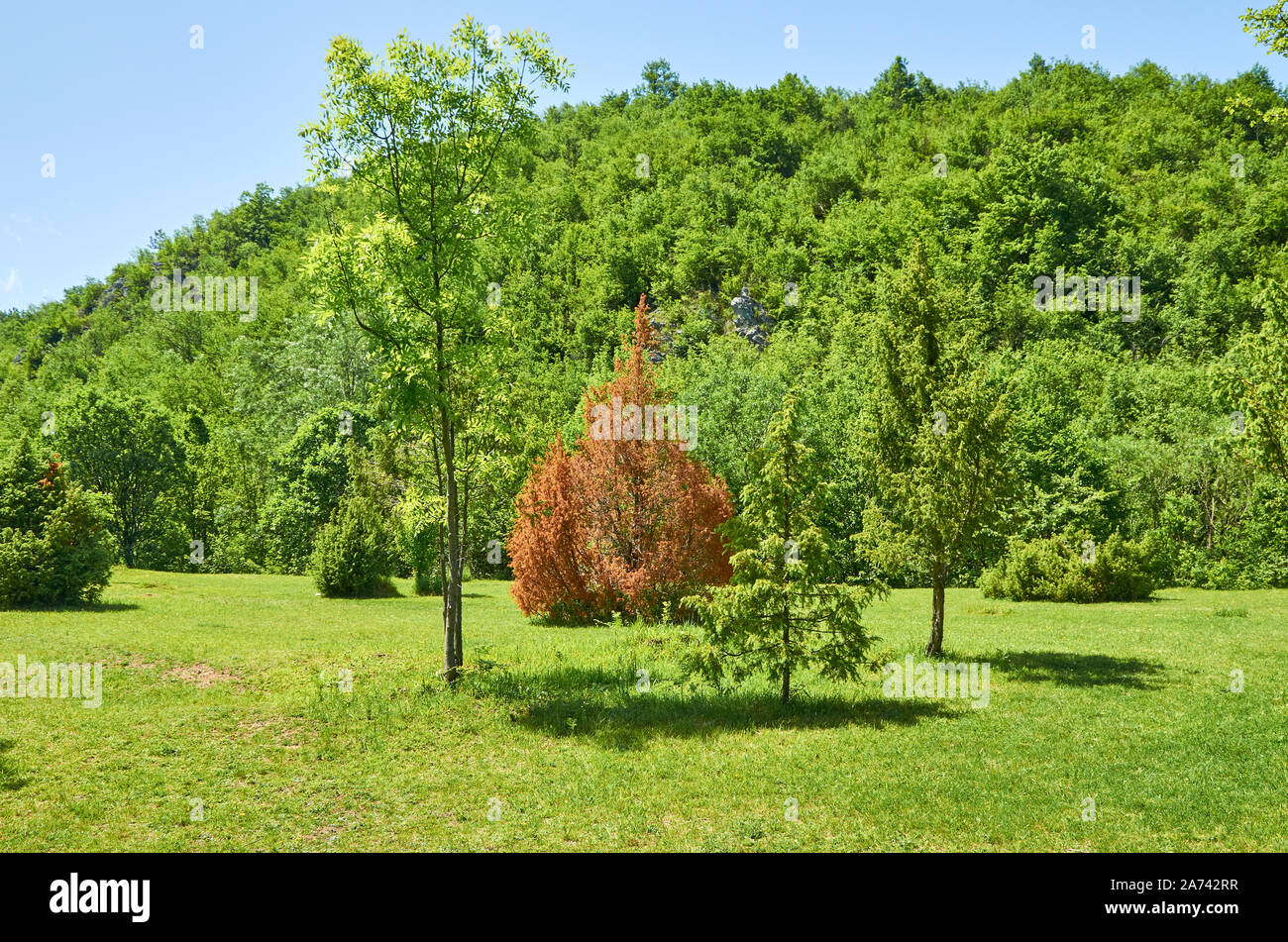 Field with conifer trees in front of a a hill covered with coniferous ...
