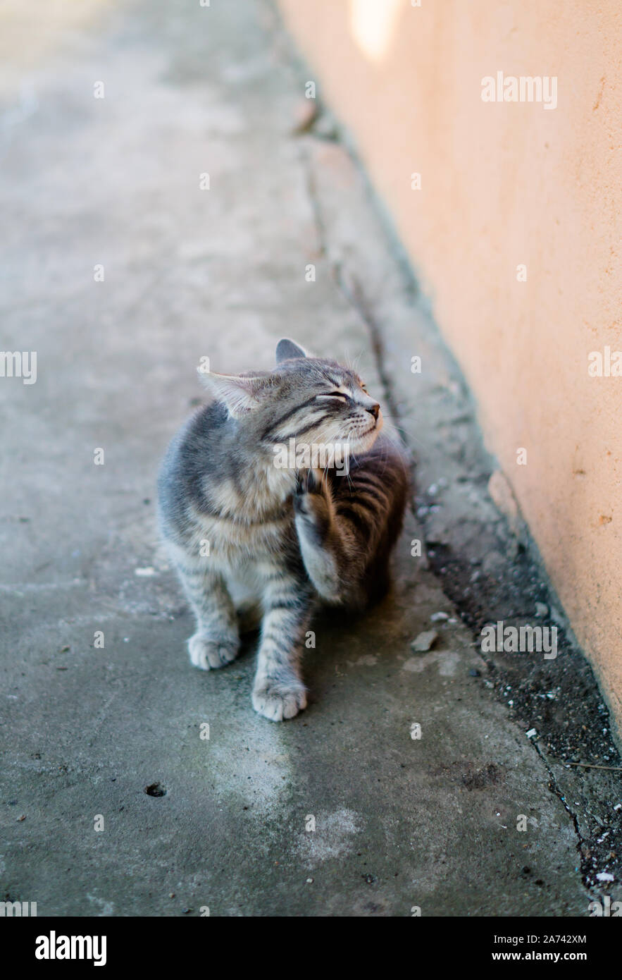 Little gray kitten sitting alone in country house backyard Stock Photo ...