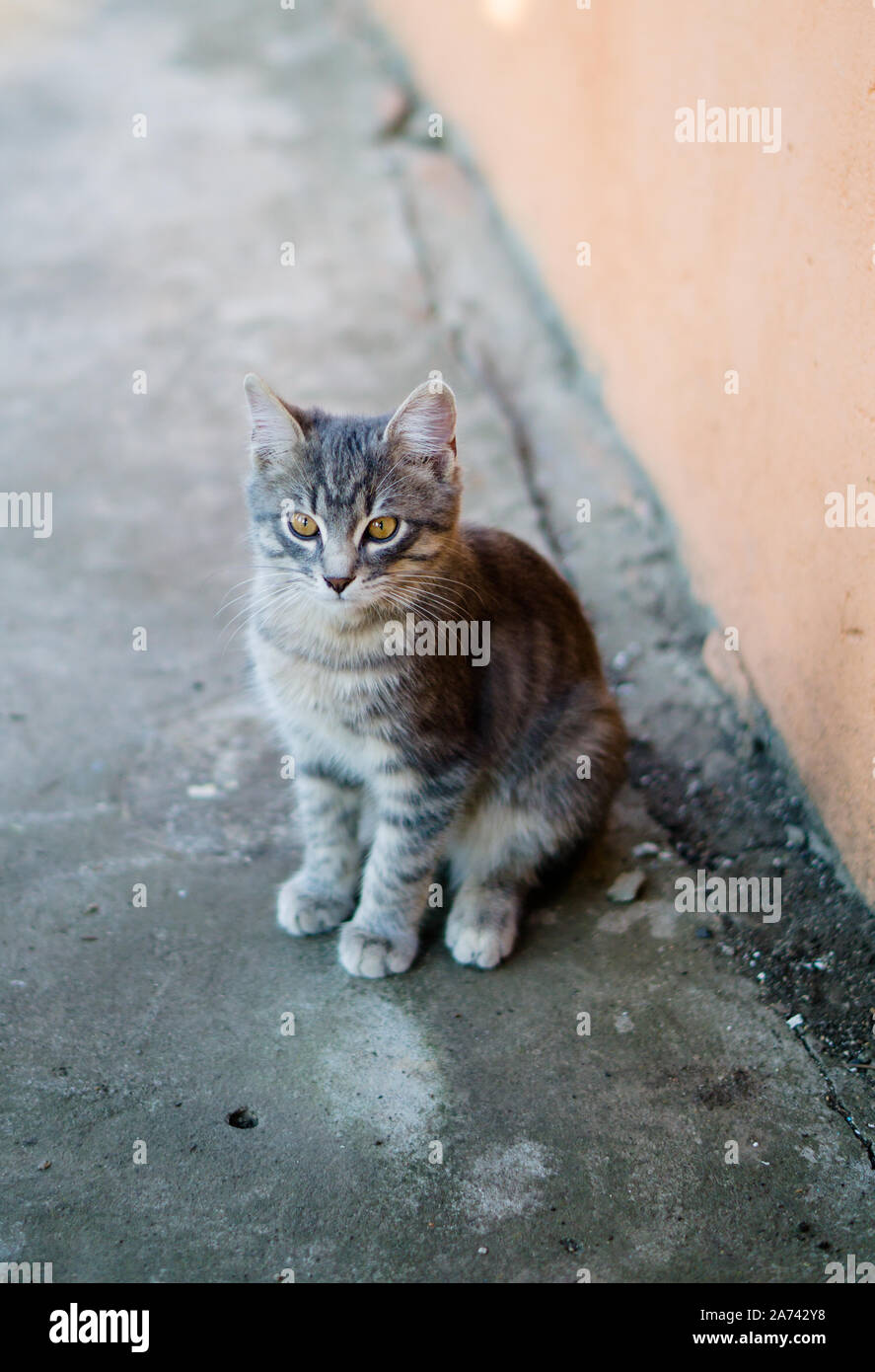 Little gray kitten sitting alone in country house backyard Stock Photo ...