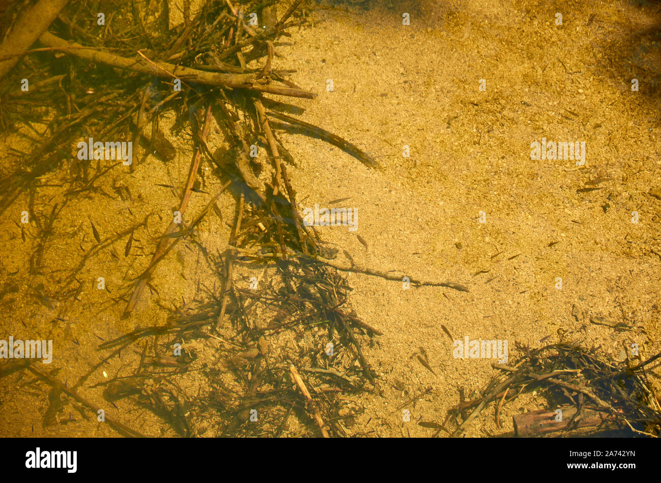 Small fish in a water of a shallow river Stock Photo - Alamy