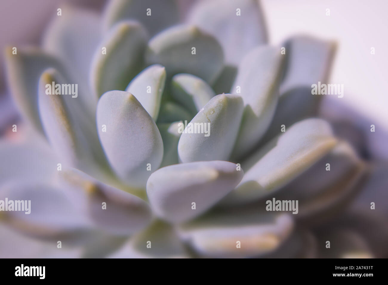 Close up photography of succulent plants with iridescent colors Stock ...