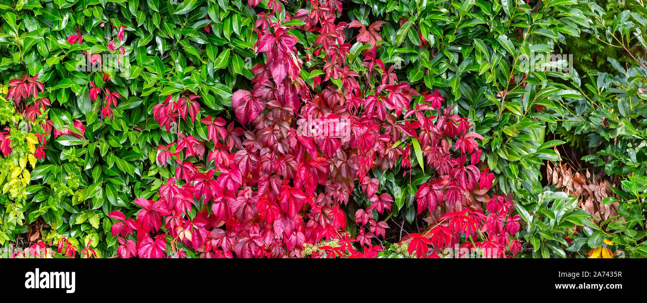 Fall leafs seamless texture background, grape creeper fence ...