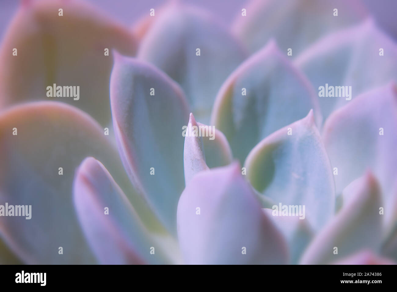 Close up photography of succulent plants with iridescent colors Stock ...