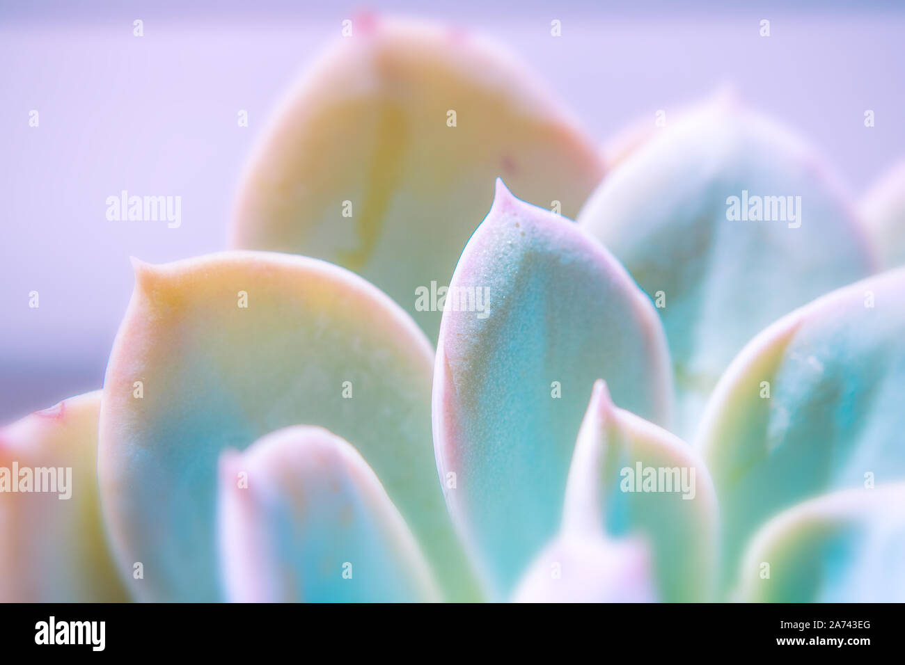 Close up photography of succulent plants with iridescent colors Stock ...