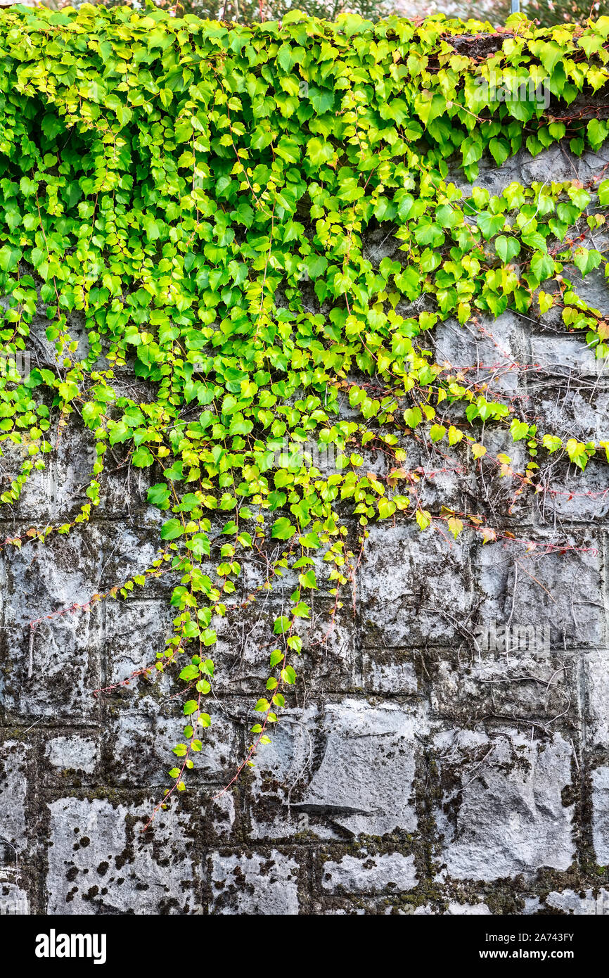 Creeper Texture Wallpaper