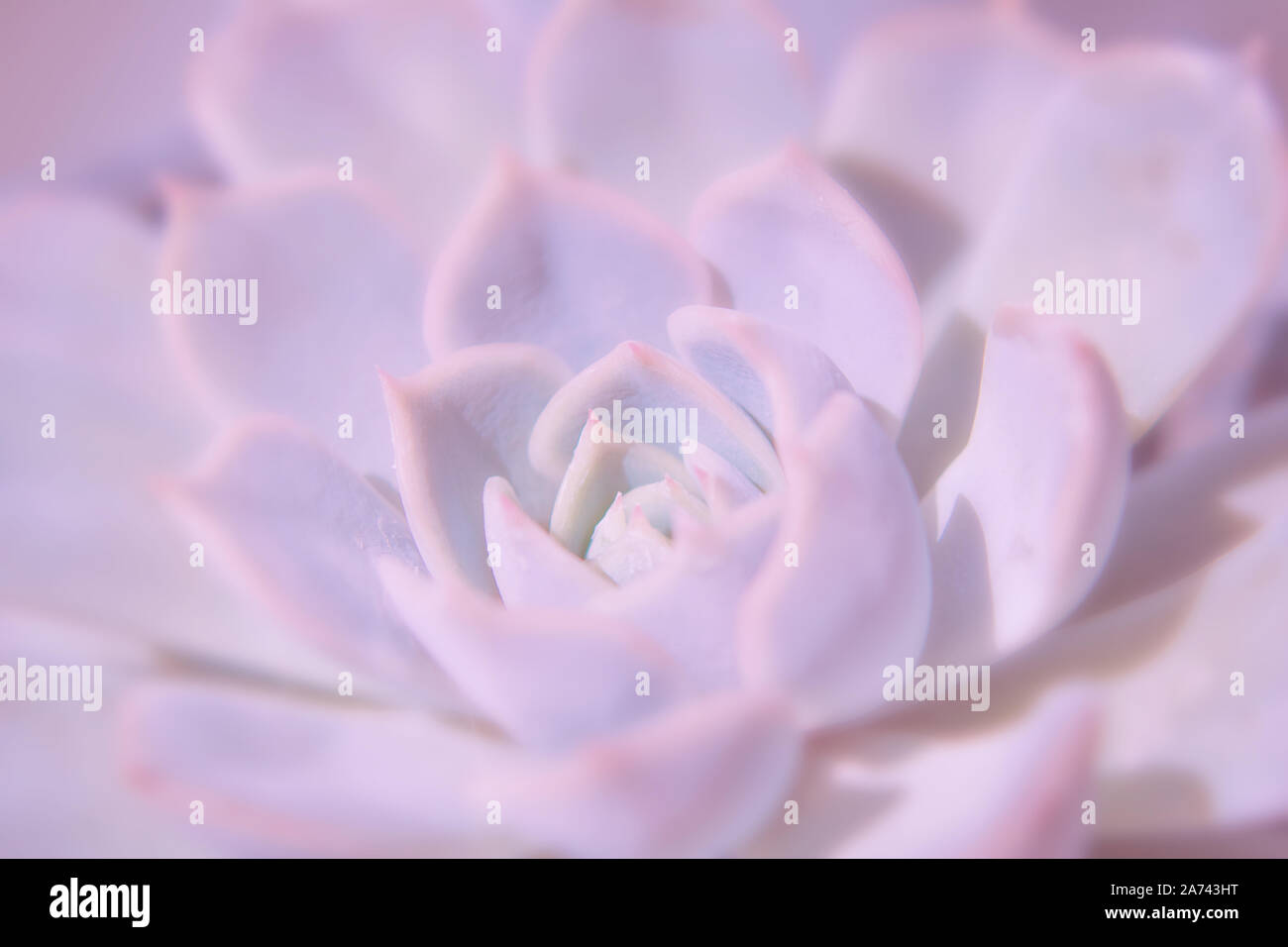 Close up photography of succulent plants with iridescent colors Stock ...