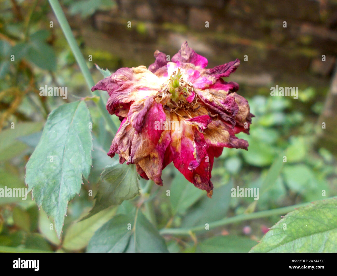 A dry rose Stock Photo - Alamy