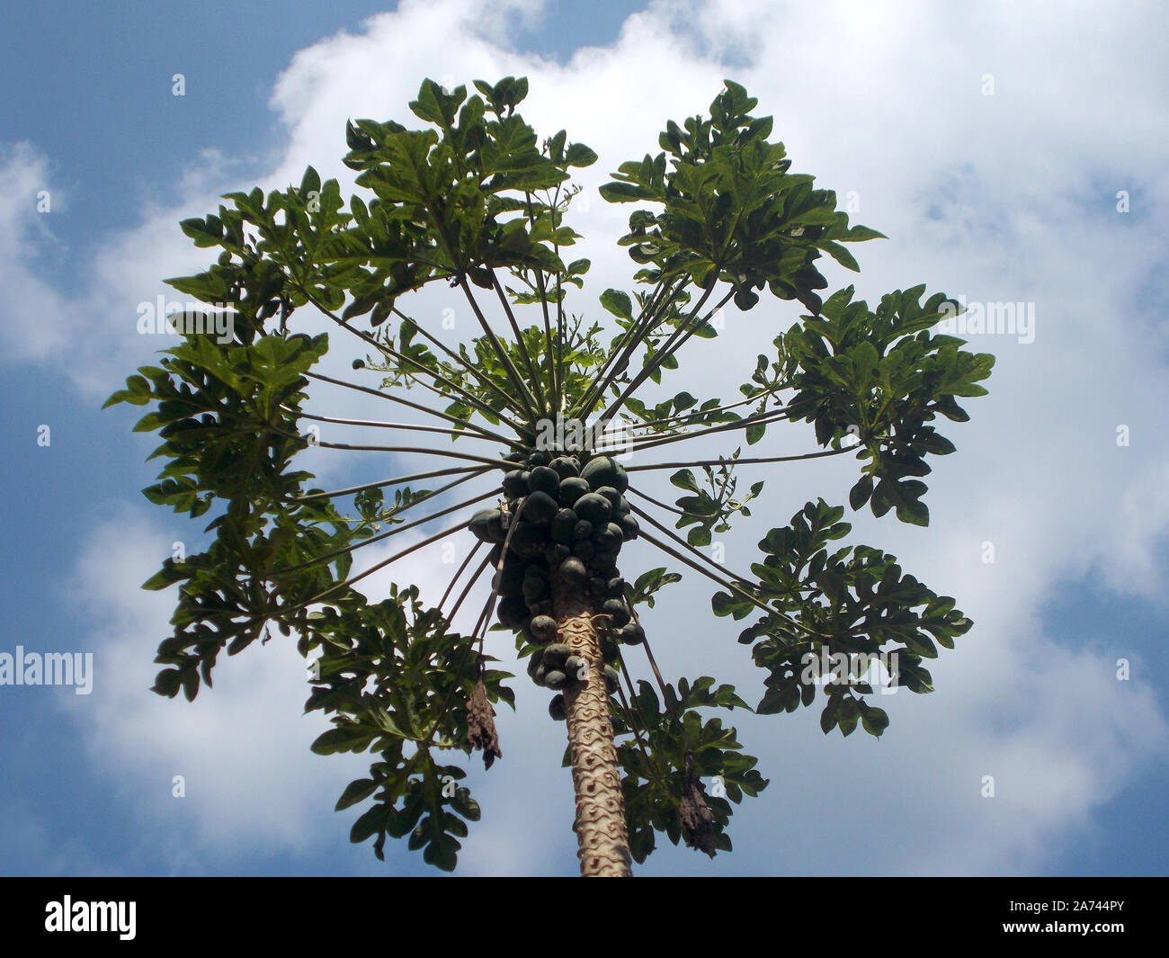 papaya tree and leaf Stock Photo - Alamy