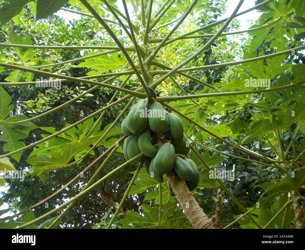 papaya tree and leaf Stock Photo - Alamy