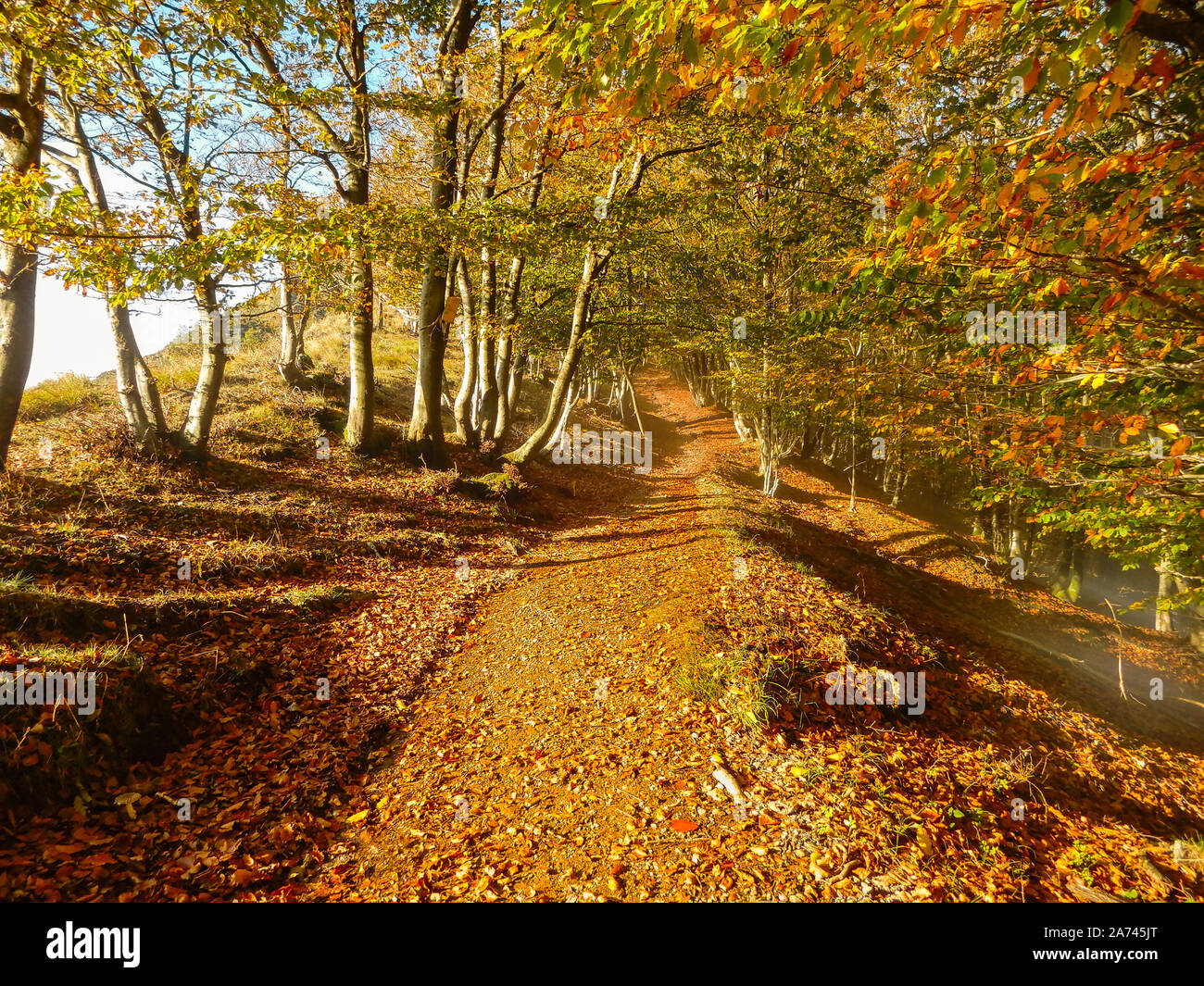 Maple beeches in autumn hi-res stock photography and images - Alamy