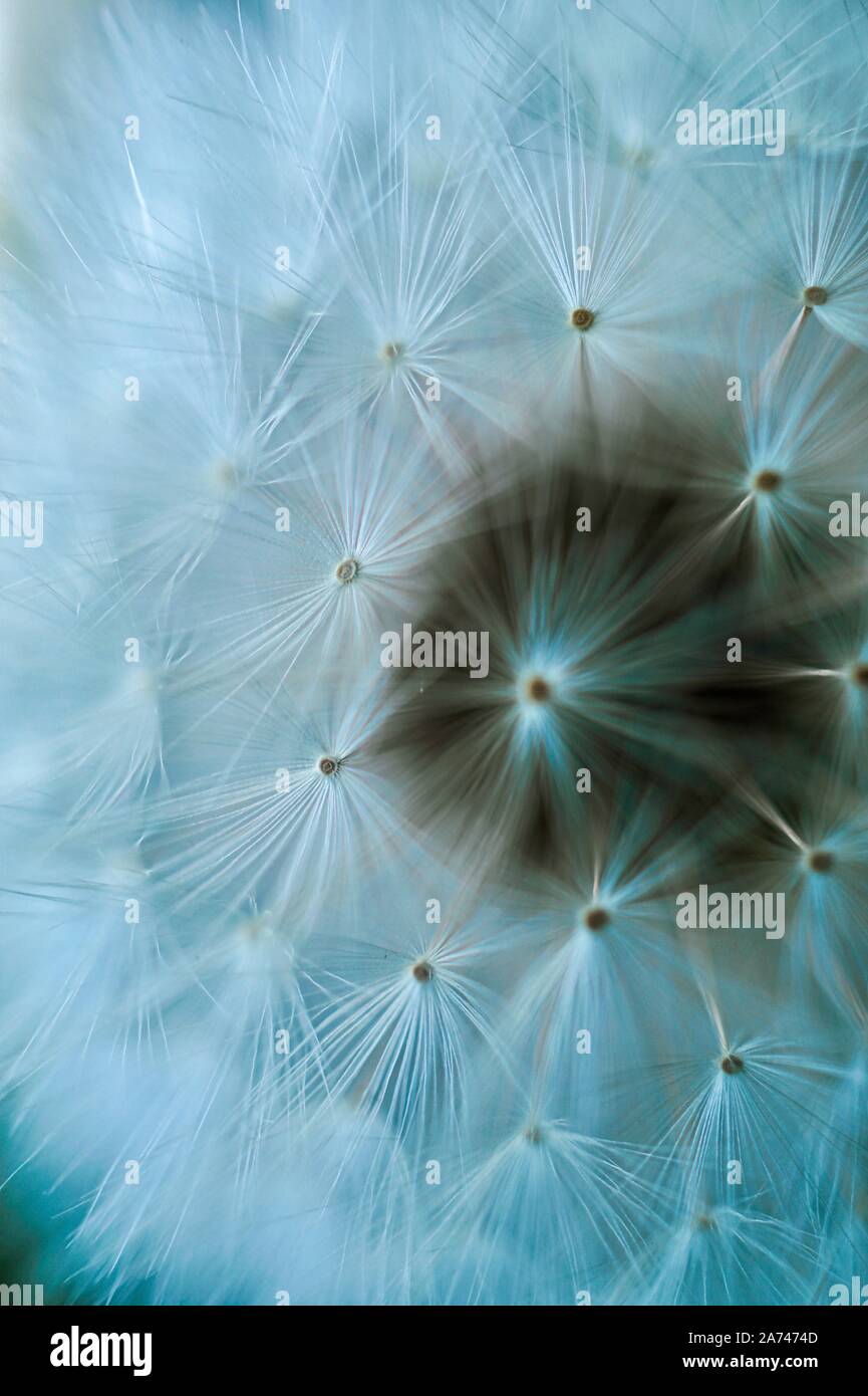 Abstract dandelion hi-res stock photography and images - Alamy